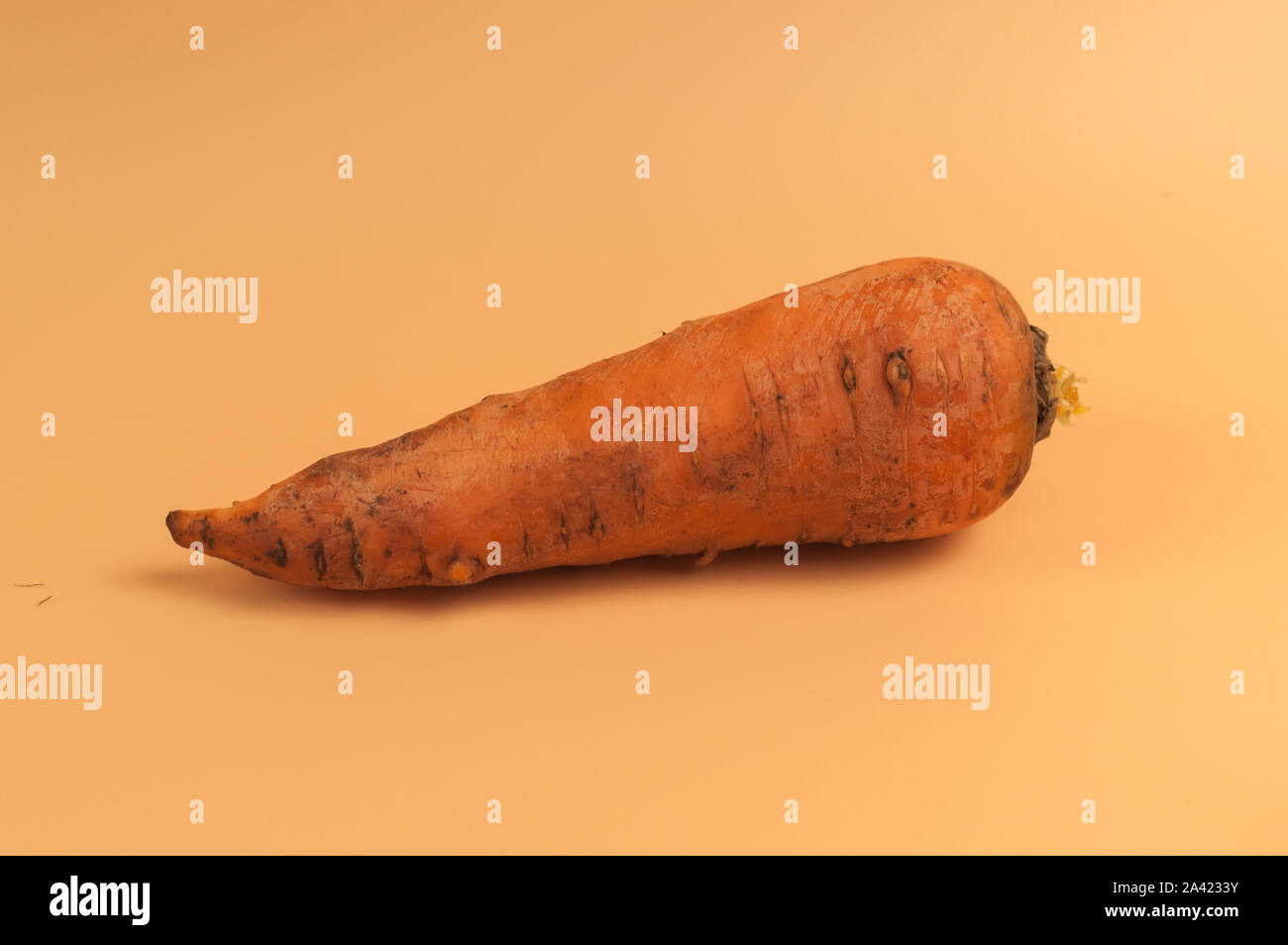 organic carrot in the mud on beige background,not peeled sweet carrots ...
