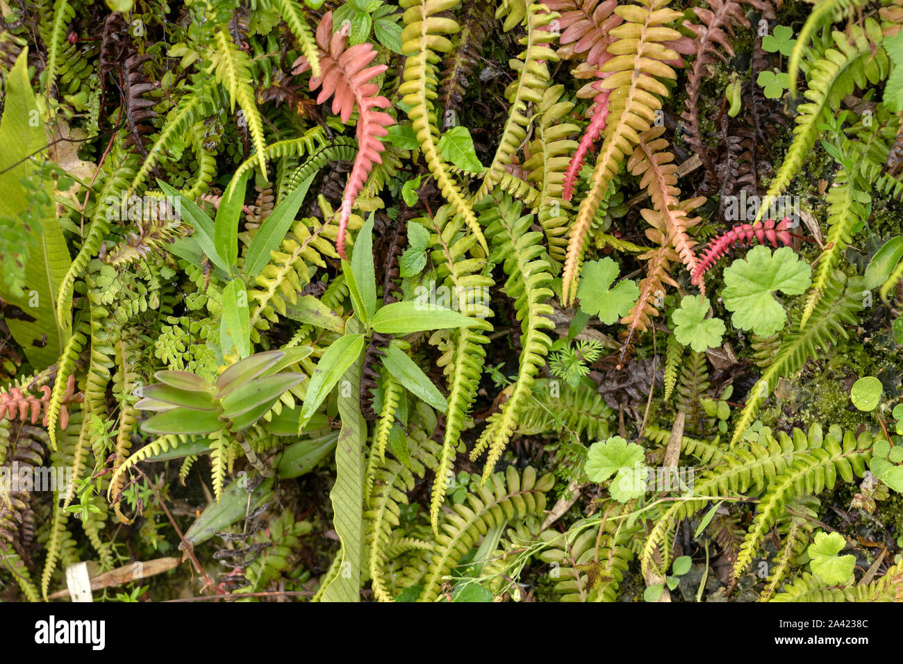 Green moss and fern natural background with copy space. Nature and ...