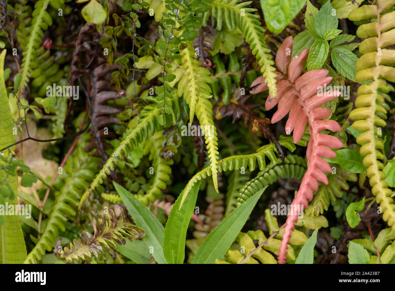 Green moss and fern natural background with copy space. Nature and ...