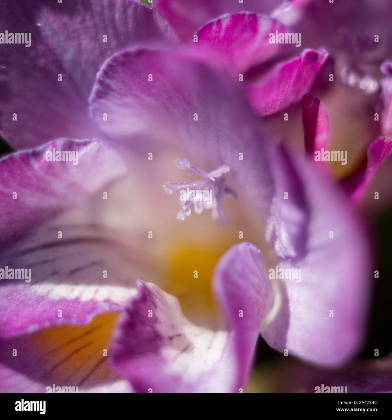 Freesia flower hi-res stock photography and images - Alamy