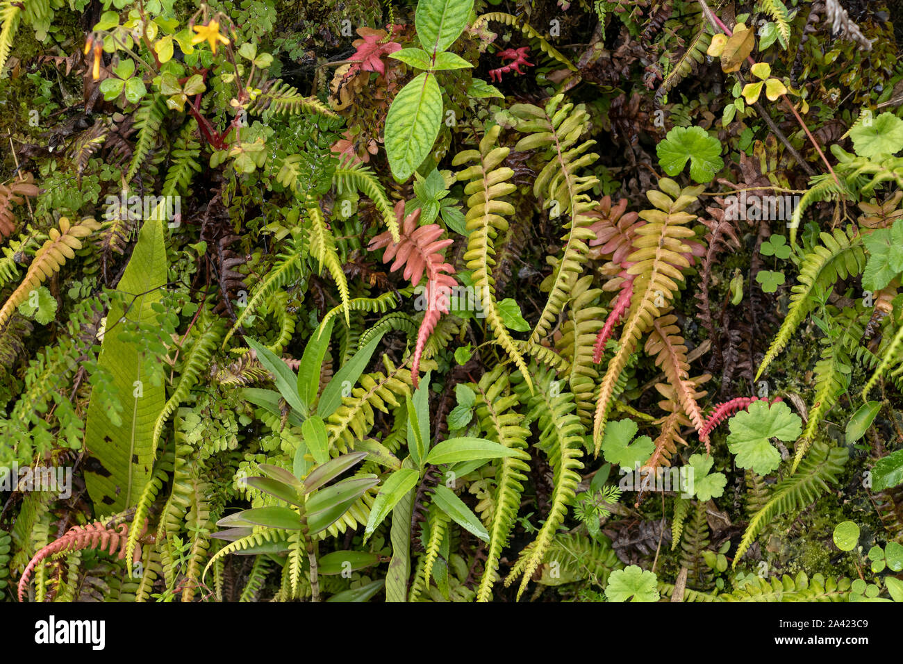 Green moss and fern natural background with copy space. Nature and ...