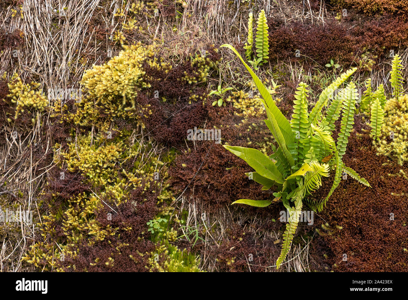 Green moss and fern natural background with copy space. Nature and ...