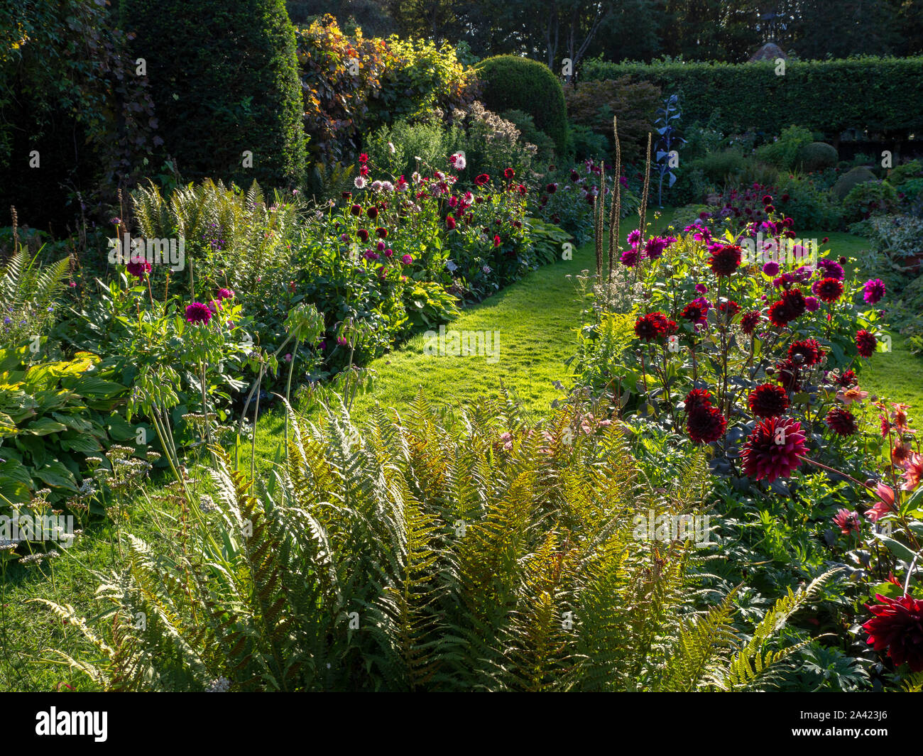 Vine ferns hi-res stock photography and images - Alamy