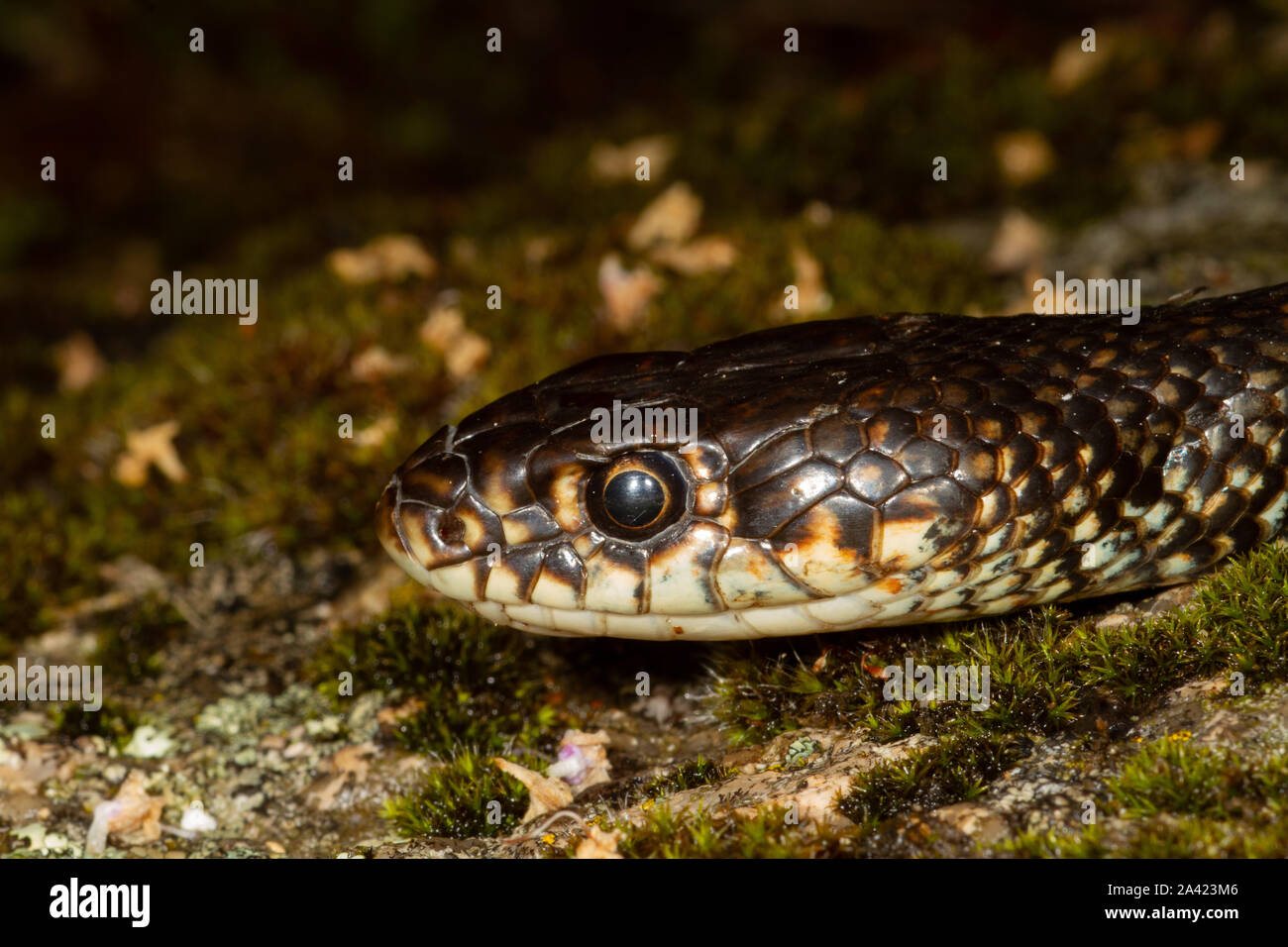 Head of a Western Whip Snake (Coluber viridiflavus) on a rock in ...