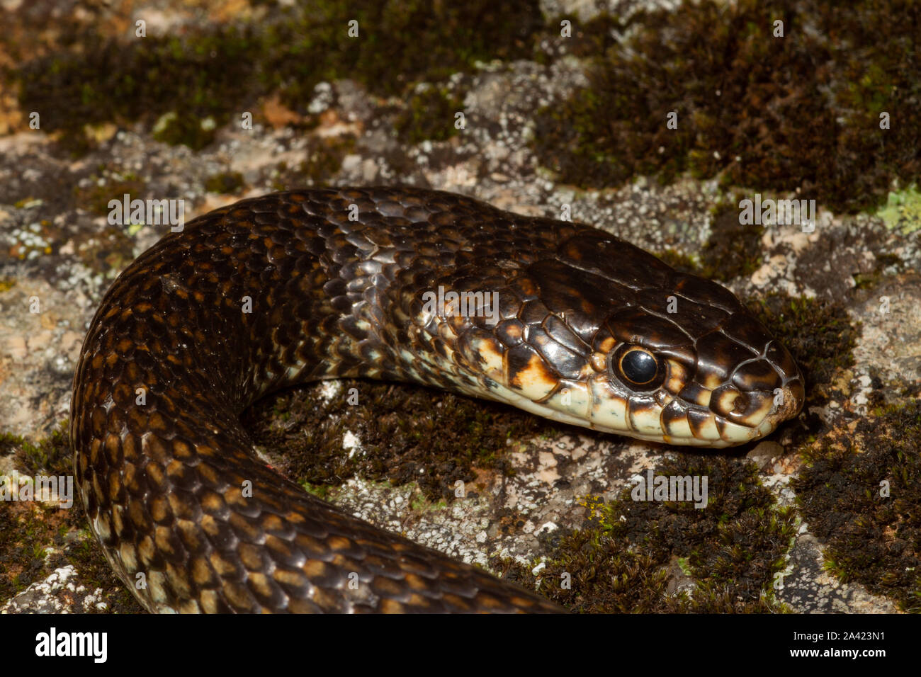Head of a Western Whip Snake (Coluber viridiflavus) on a rock in ...