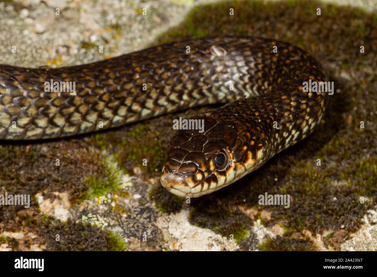 Striped whip snake hi-res stock photography and images - Alamy