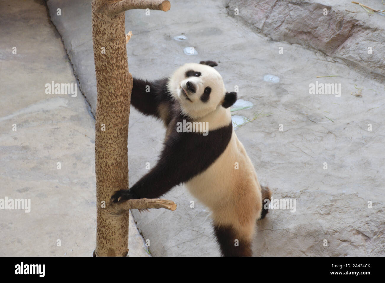 Panda in a zoo Stock Photo - Alamy