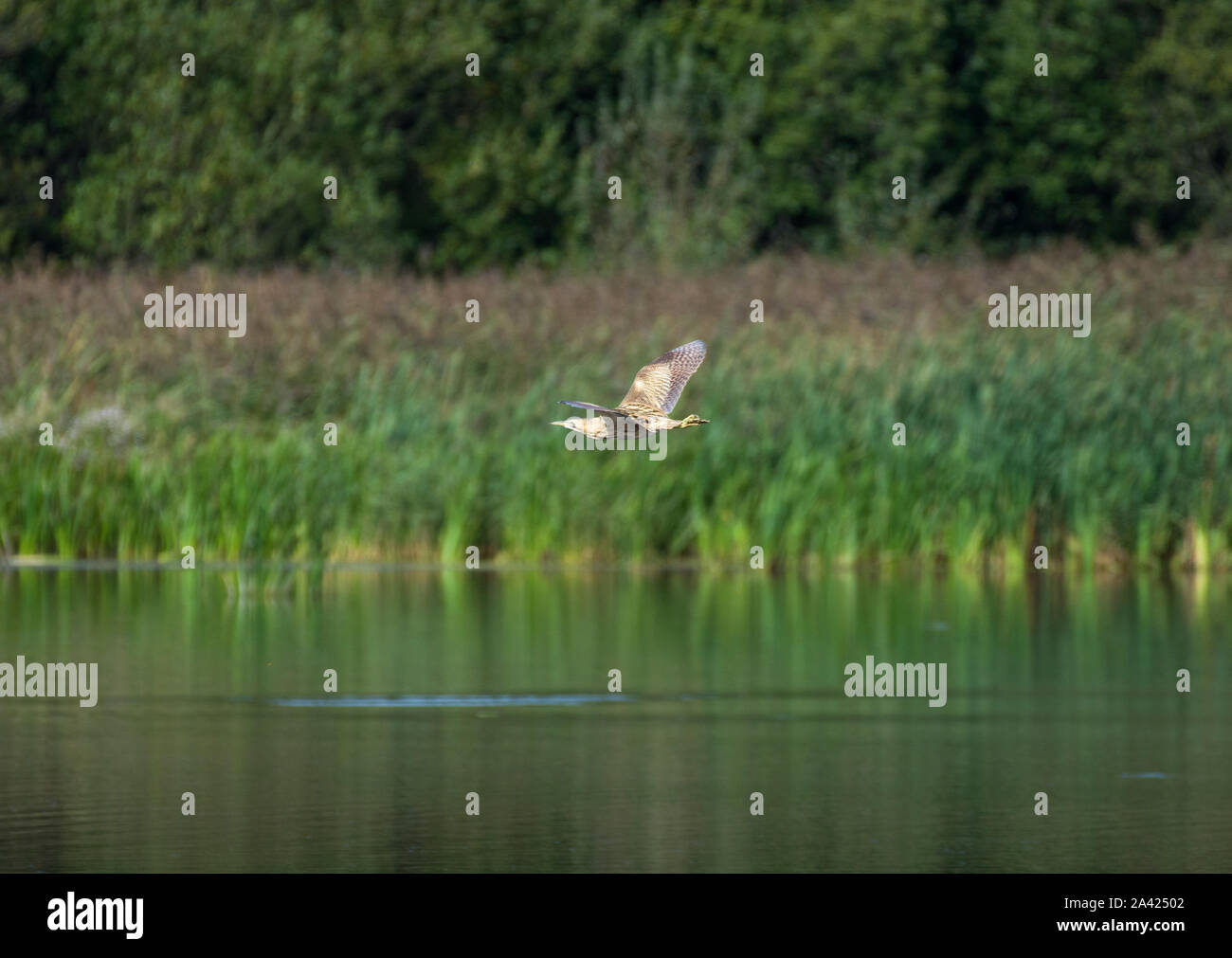 Bittern in flight hi-res stock photography and images - Alamy