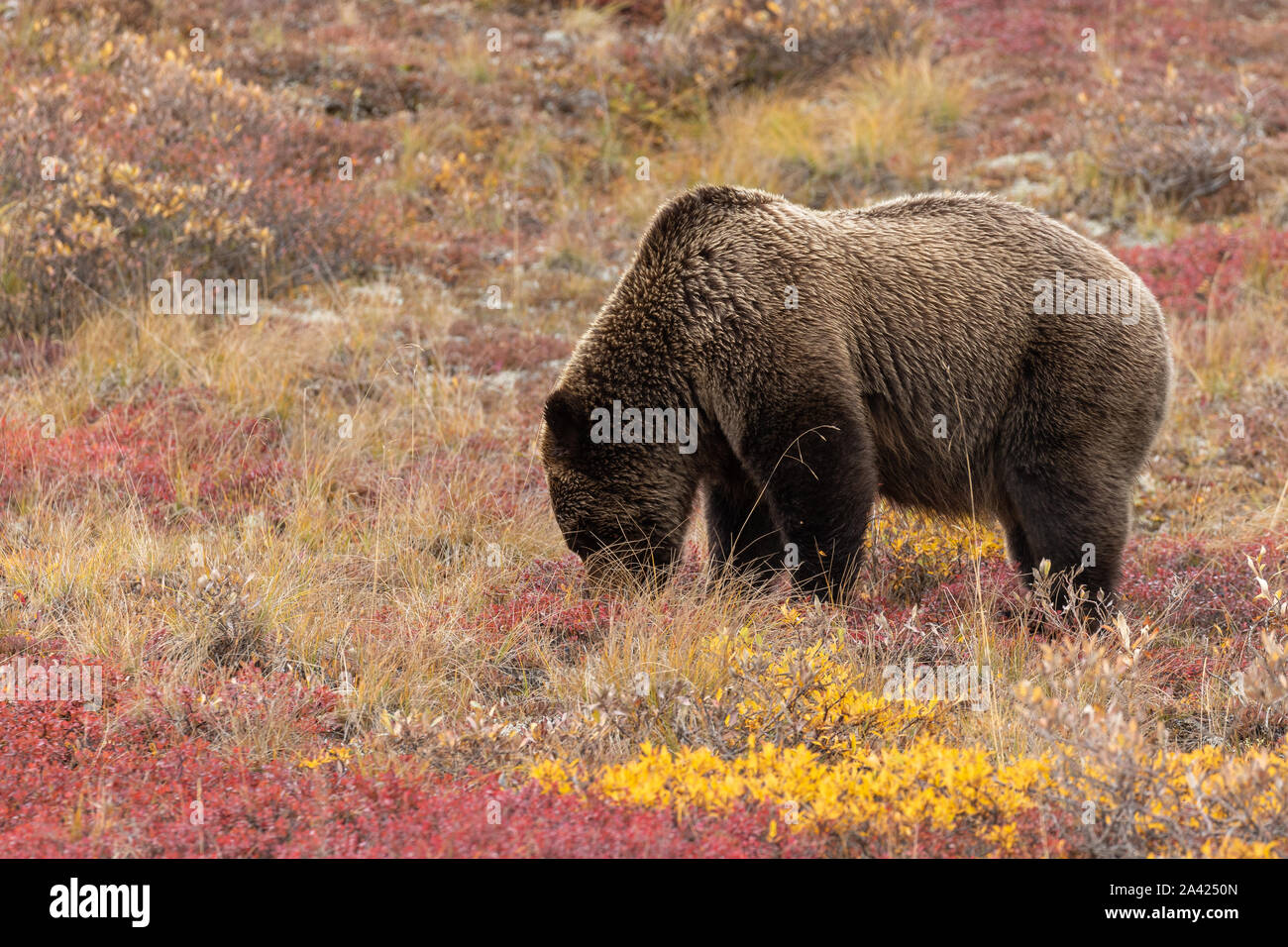 Grizzly Bear in Autumn in Alaska Stock Photo - Alamy