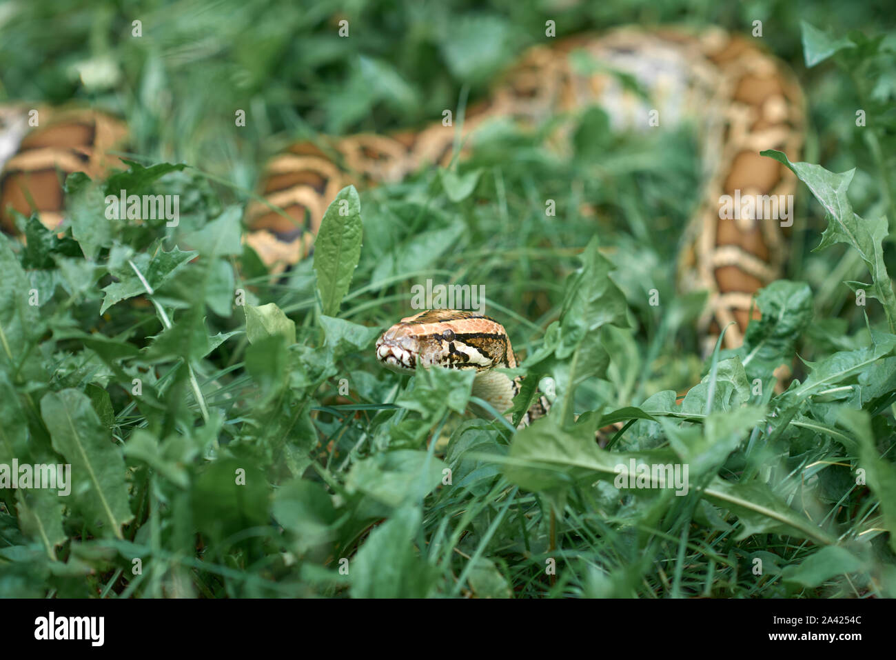 Creepy snake lying in meadow and greenery of garden. Scary phyton ...