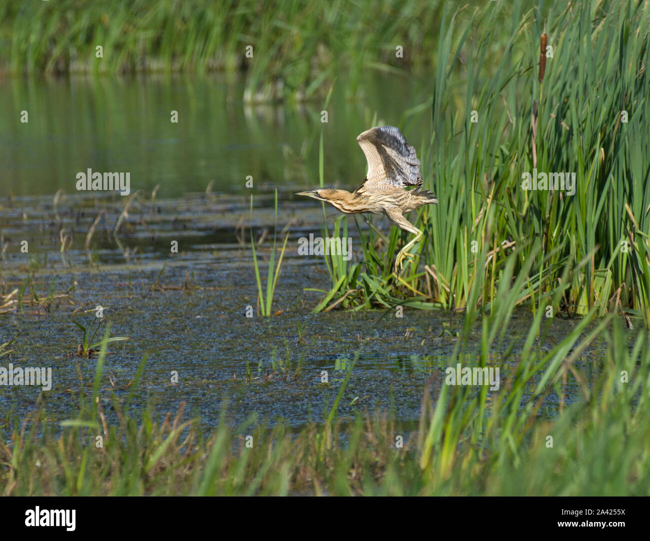 Bittern in flight hi-res stock photography and images - Alamy