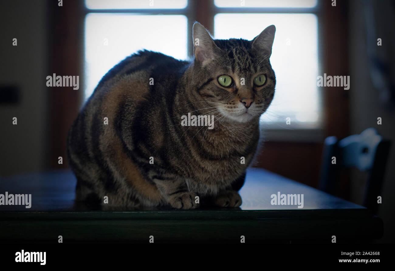 Beautiful tabby cat hi-res stock photography and images - Alamy