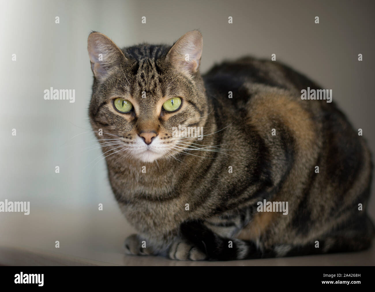 A cute portrait of a beautiful tabby cat Stock Photo - Alamy