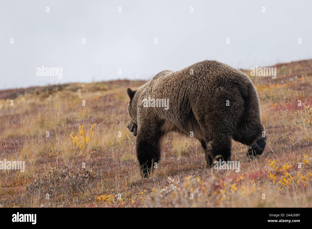 Grizzly Bear in Autumn in Alaska Stock Photo - Alamy