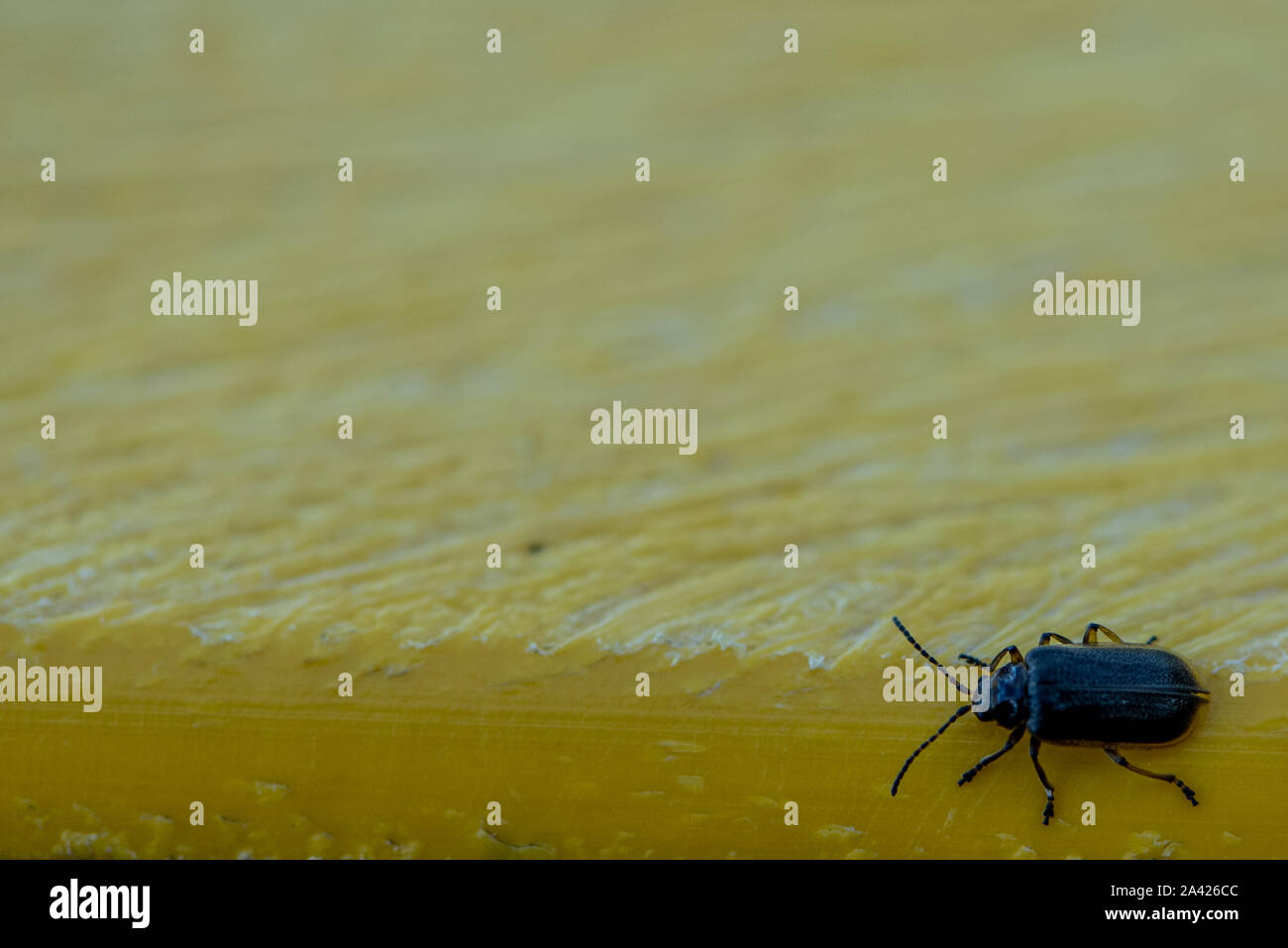 Macro photograph of a blue beetle over a yellow table Stock Photo - Alamy