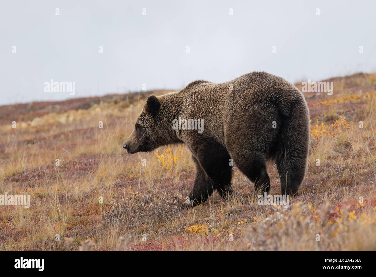 Grizzly Bear in Autumn in Alaska Stock Photo - Alamy