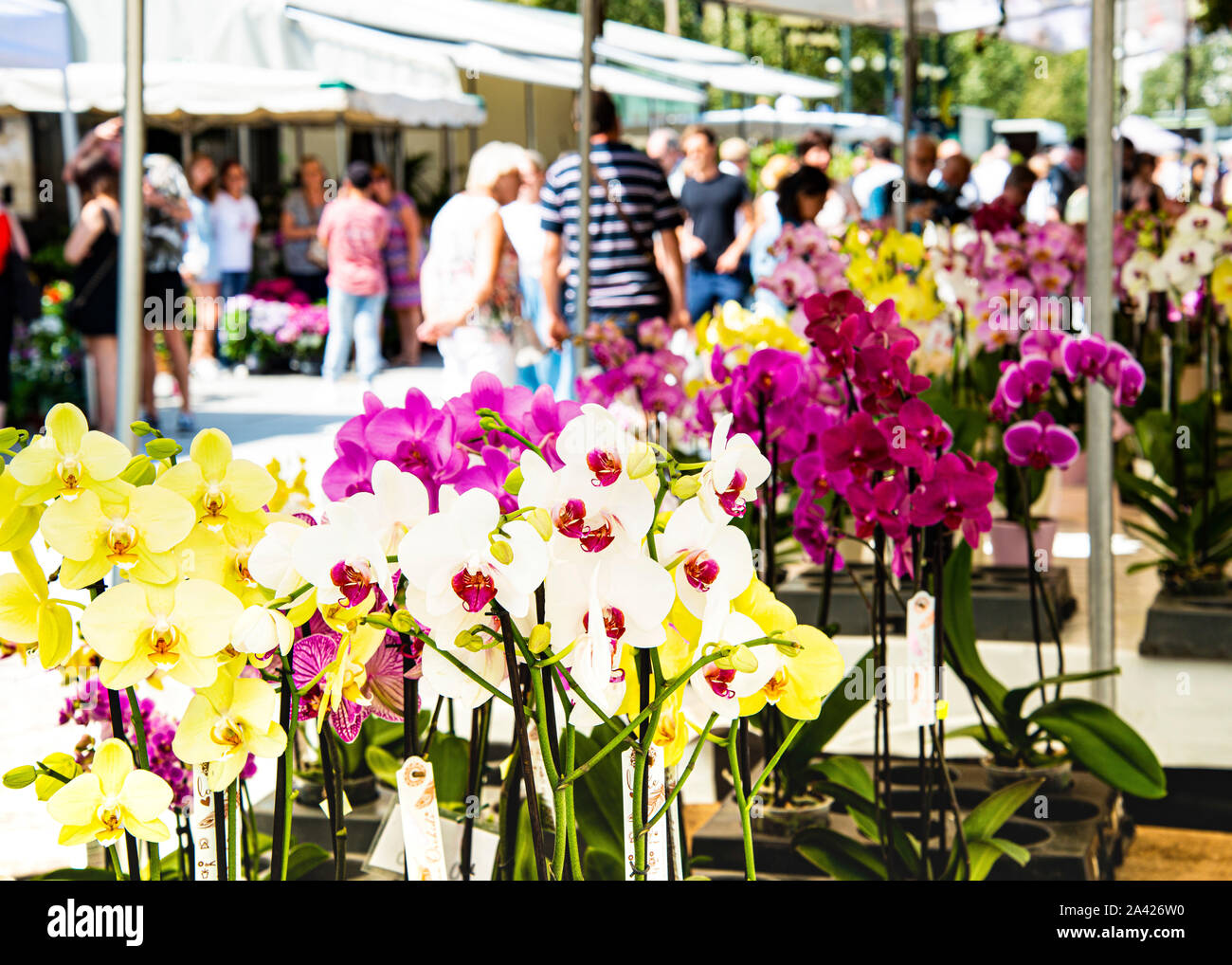 various colored orchids, in flower market full of people searching for ...