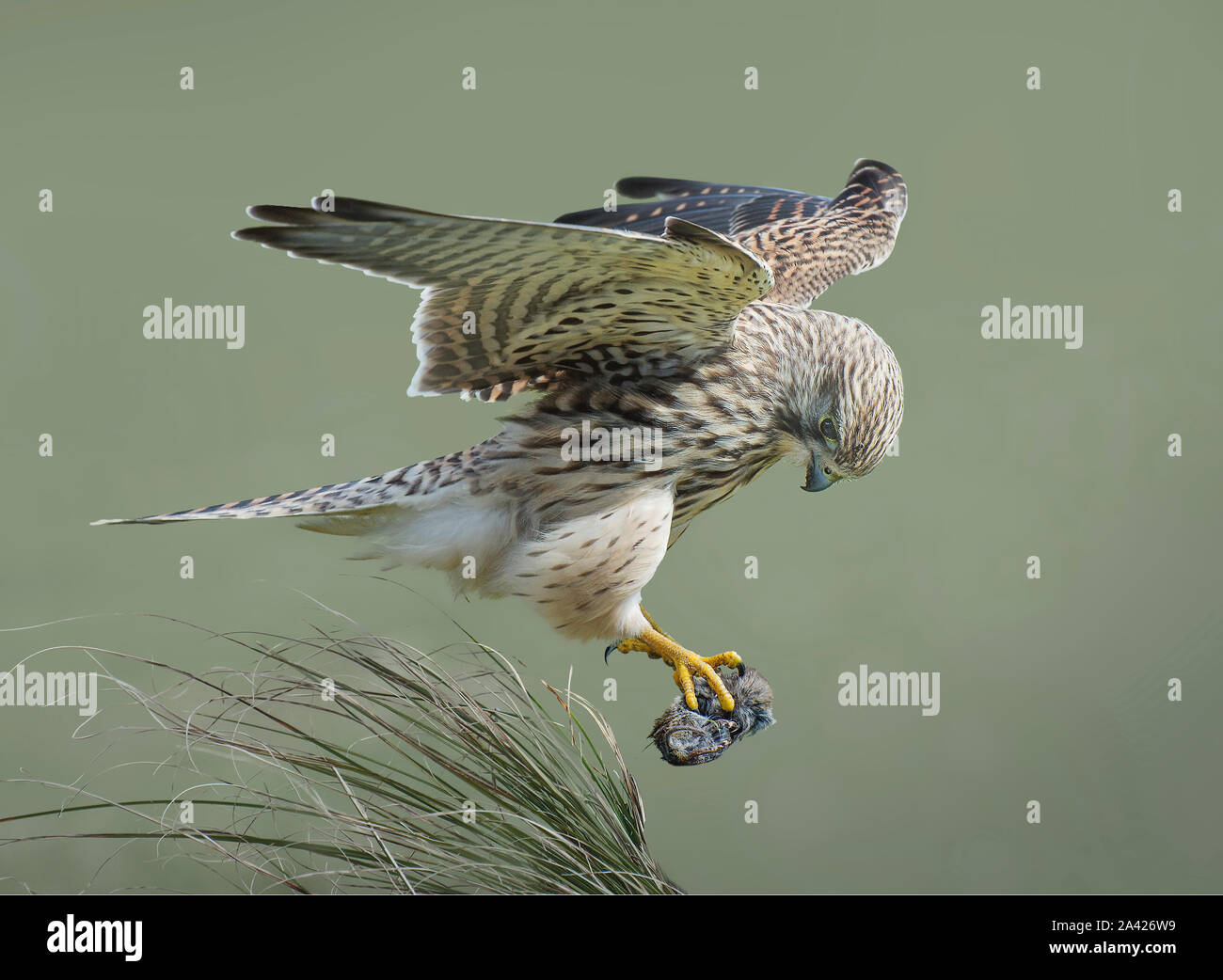 Side view of wild flying Kestrel, falco tinnunculus, with a vole in its ...