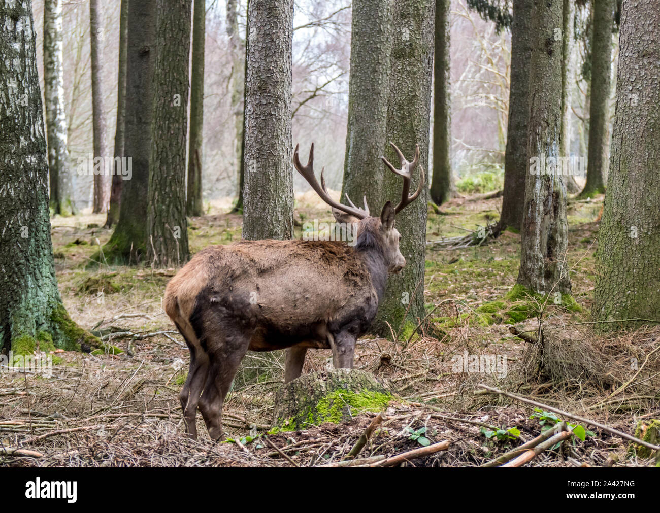 Deer dynamics hi-res stock photography and images - Alamy