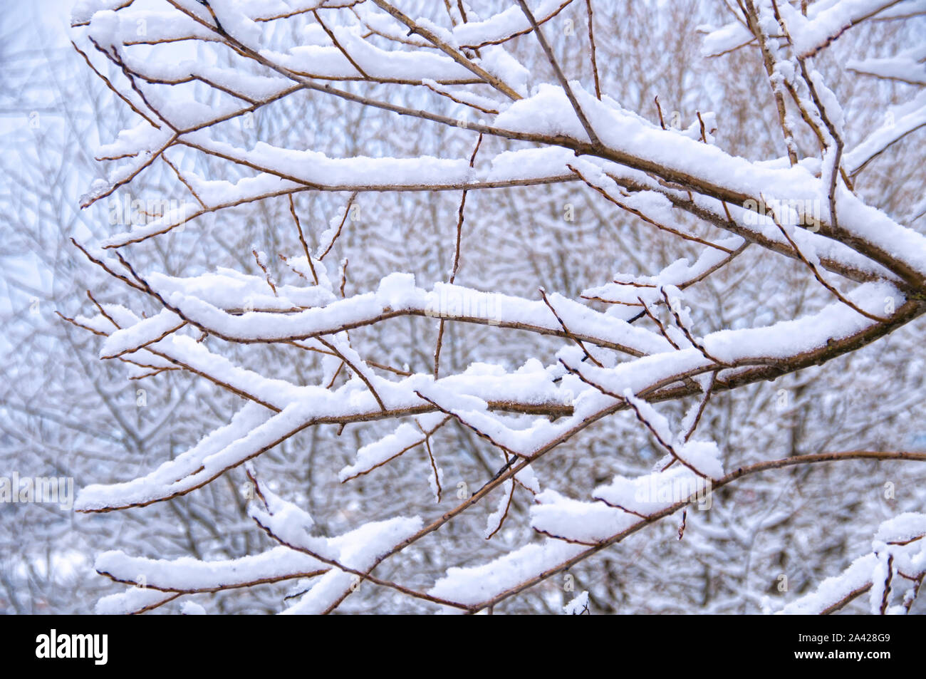Detail of a tree branch with snow on the branches Stock Photo - Alamy