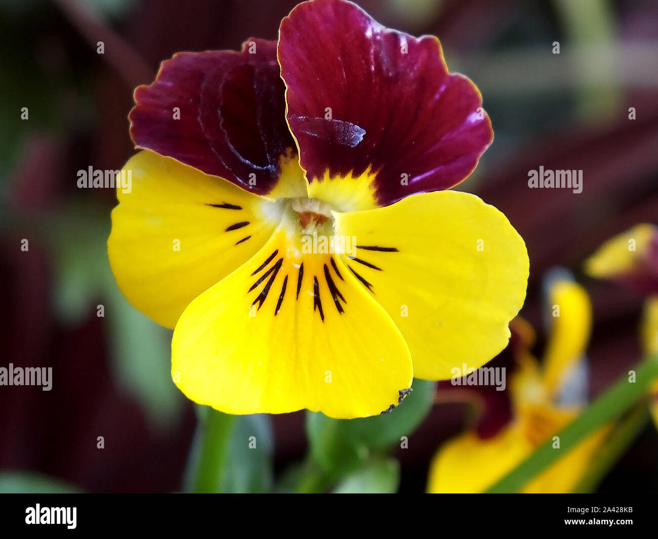 Beautiful colour hi-res stock photography and images - Alamy