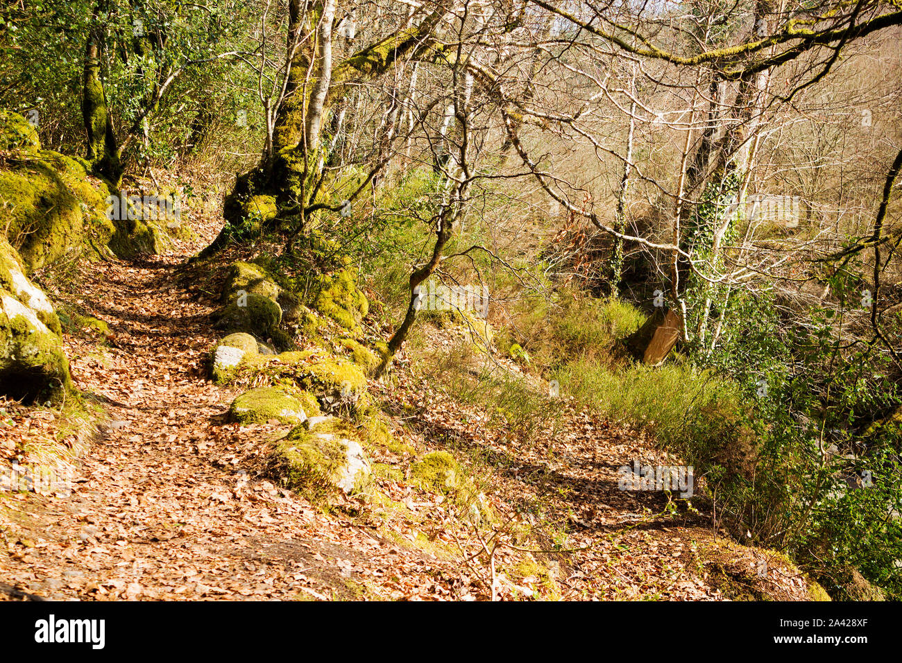 Path leading through the woods hi-res stock photography and images - Alamy