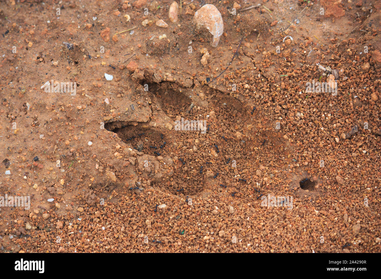A wild animal has imprinted the imprint of one of its legs in the humid ...