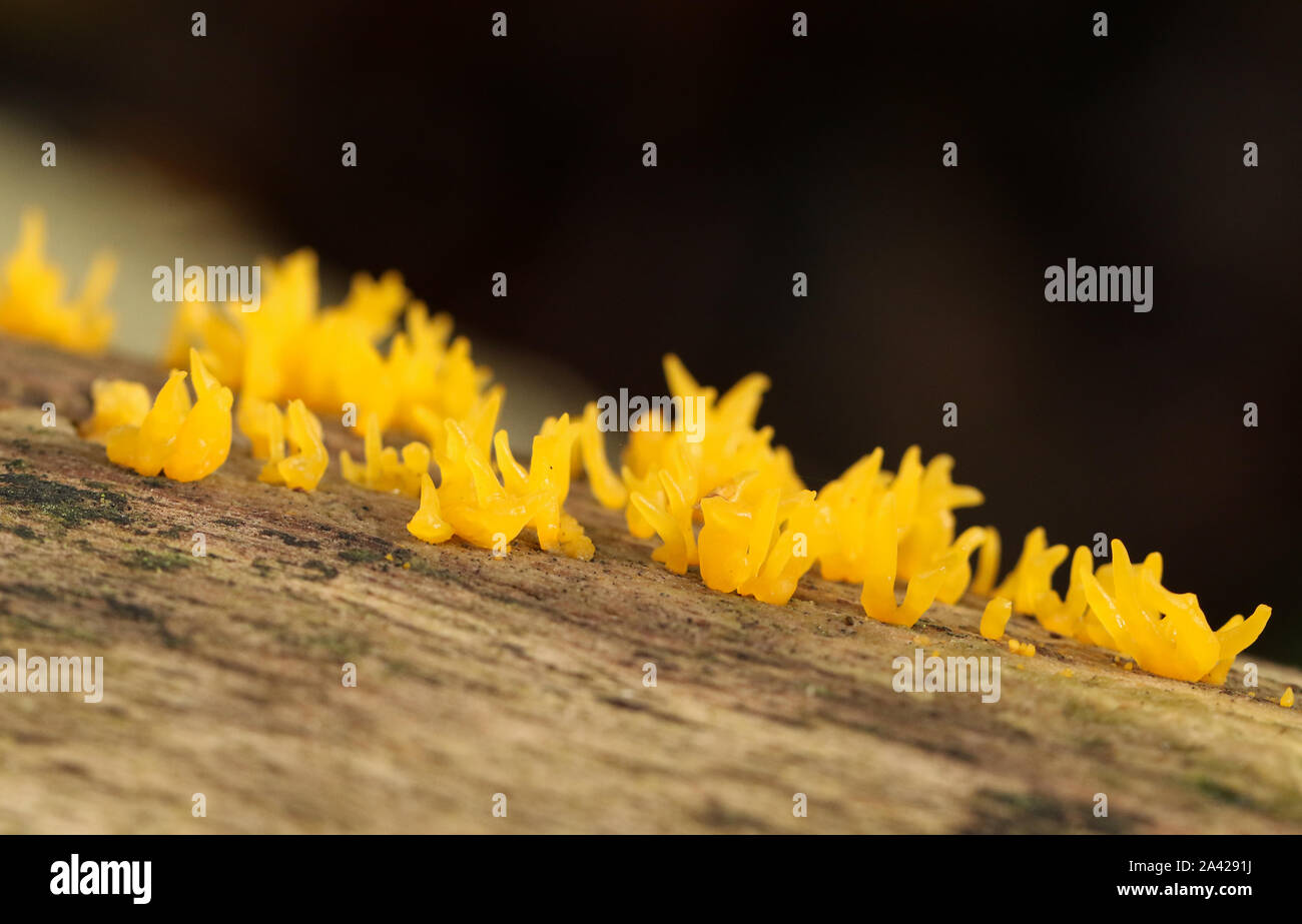 Small Stagshorn Mushrooms, Calocera cornea, growing from a dead tree in ...