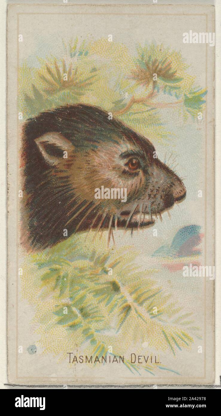 Tassie devil hi-res stock photography and images - Alamy