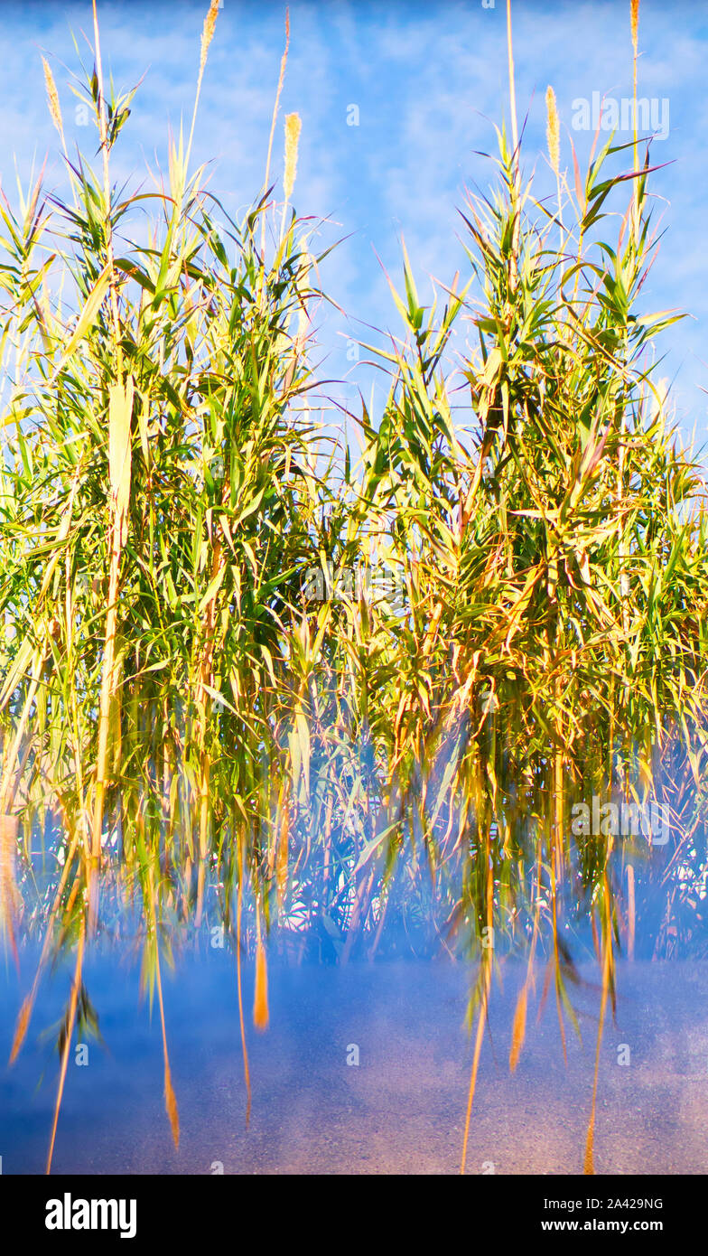 corn with reflection Stock Photo - Alamy