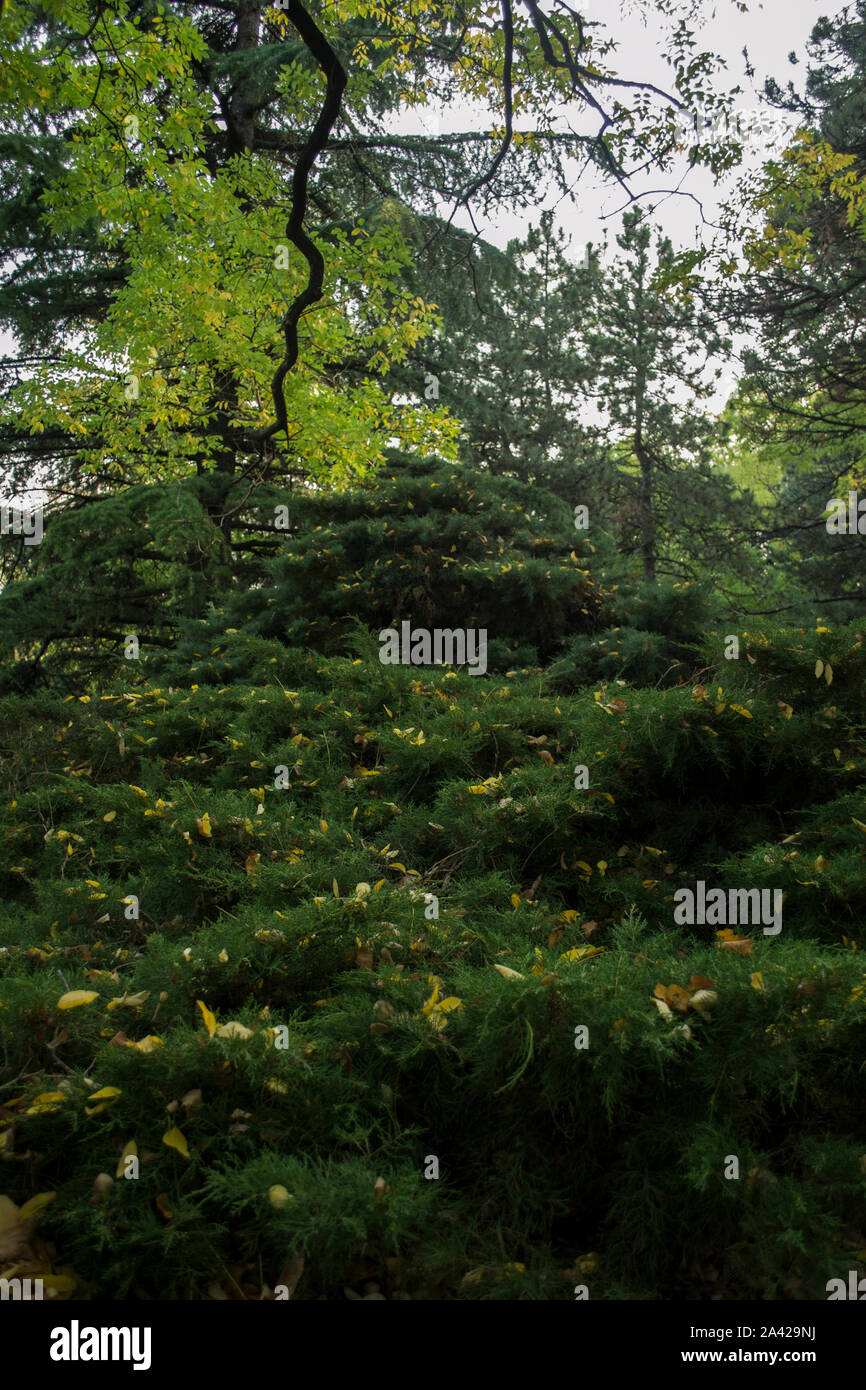 City Greenery. A beautiful green background that gives you peace of ...