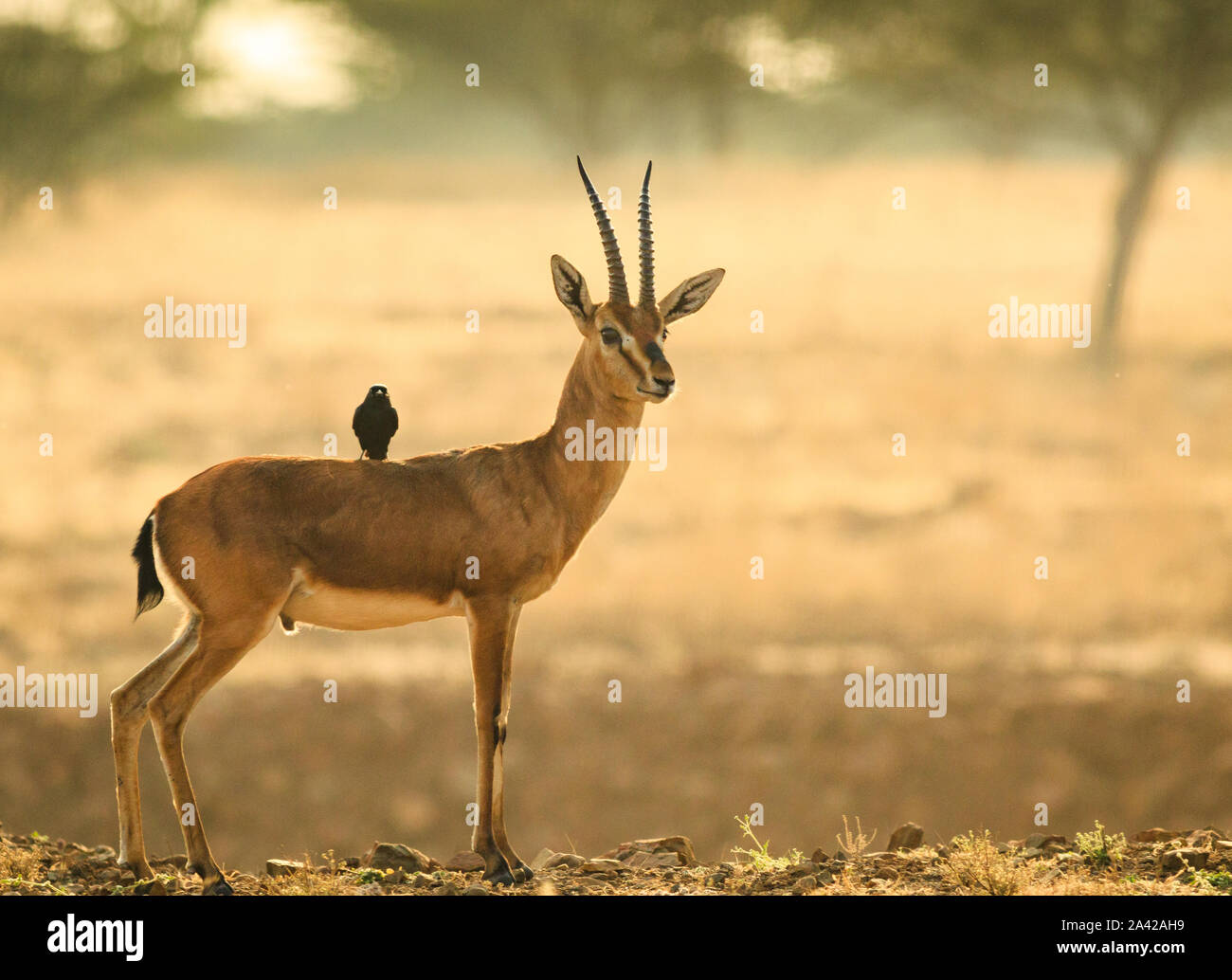 Chinkara Deer