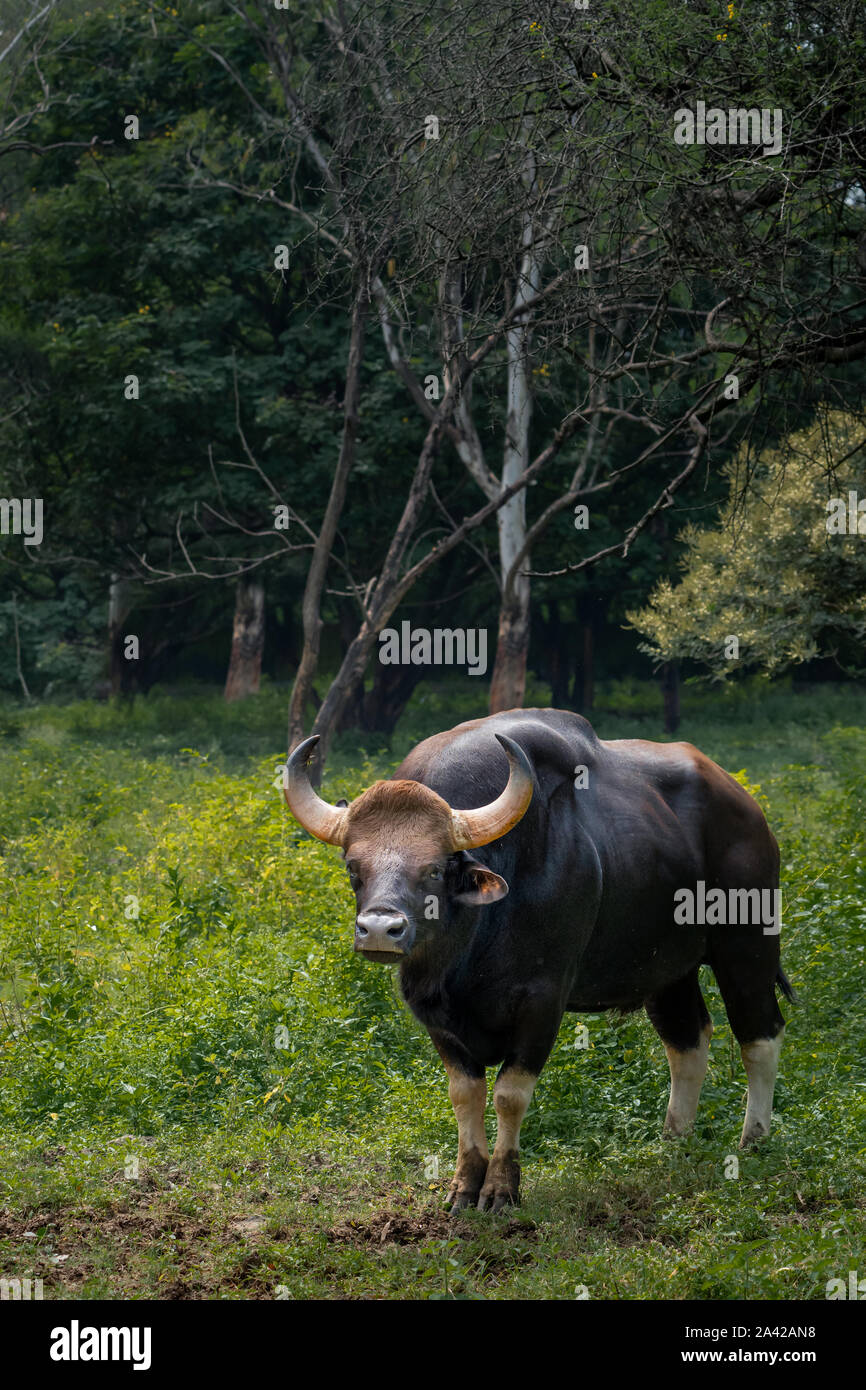 Bison in forest hi-res stock photography and images - Alamy