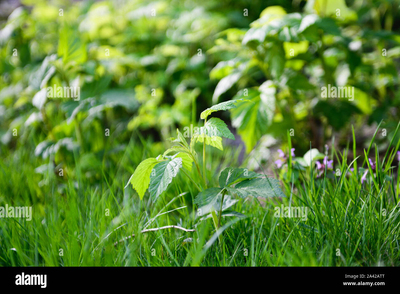 young bush raspberries sprout. growing raspberry bushes. Nature: a ...