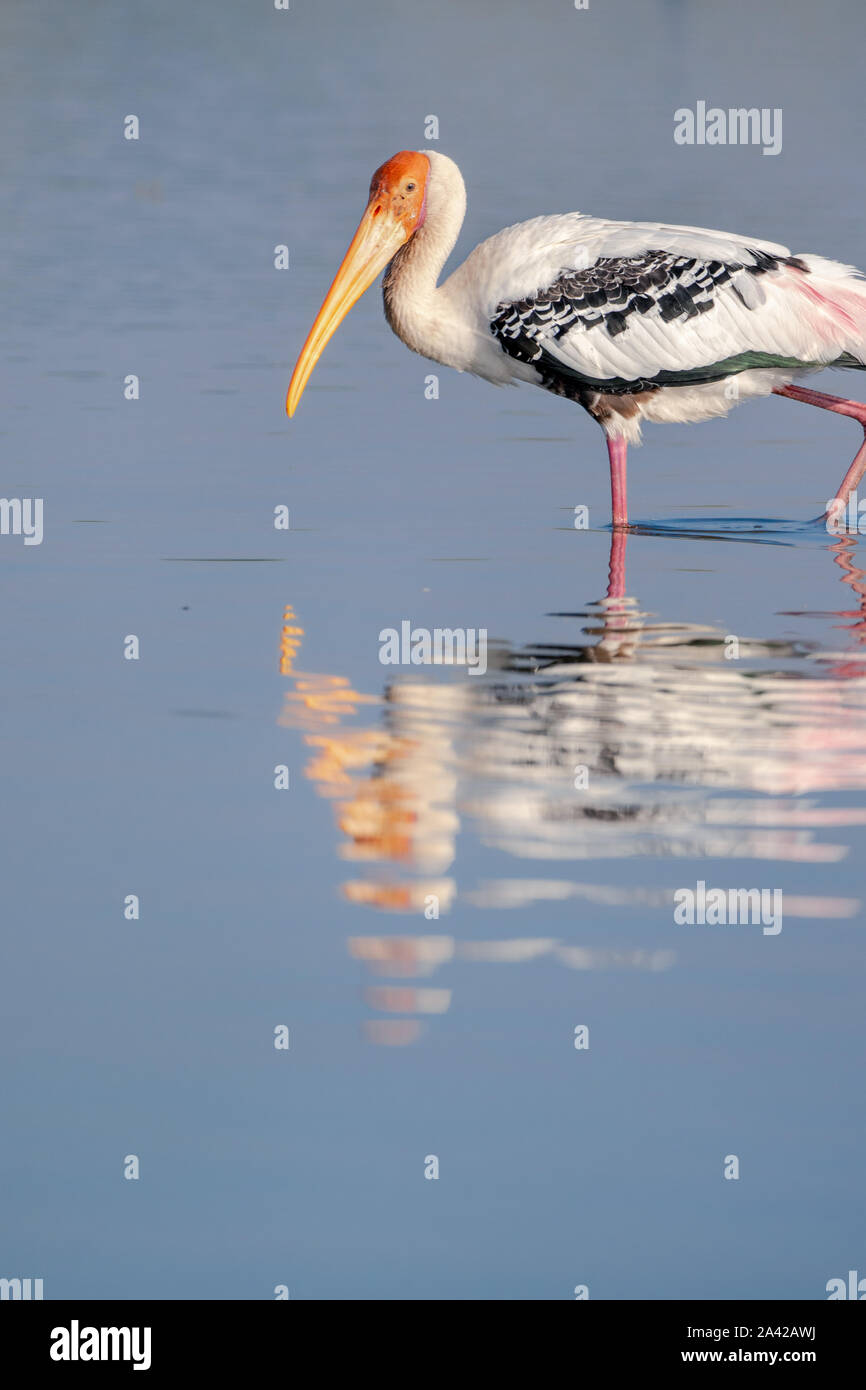 painted stork in blue water with clean background and reflection Stock ...