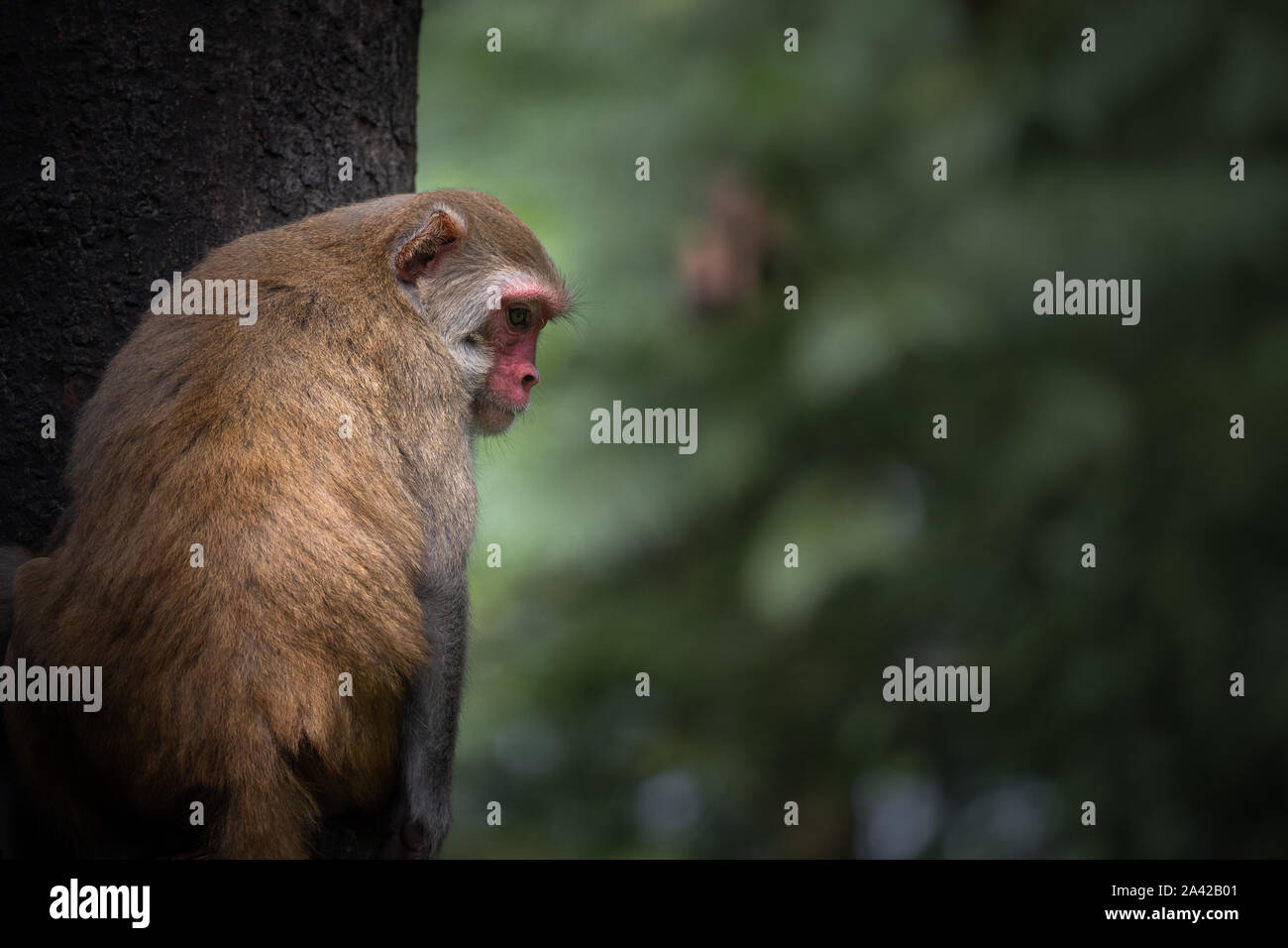 Peta monkey hi-res stock photography and images - Alamy