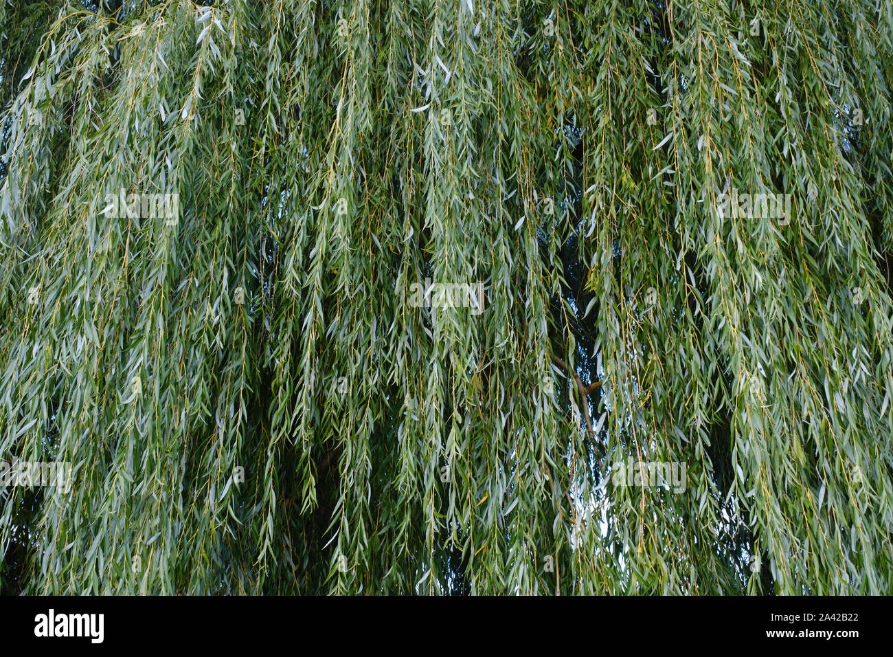 Hanging willow hi-res stock photography and images - Alamy