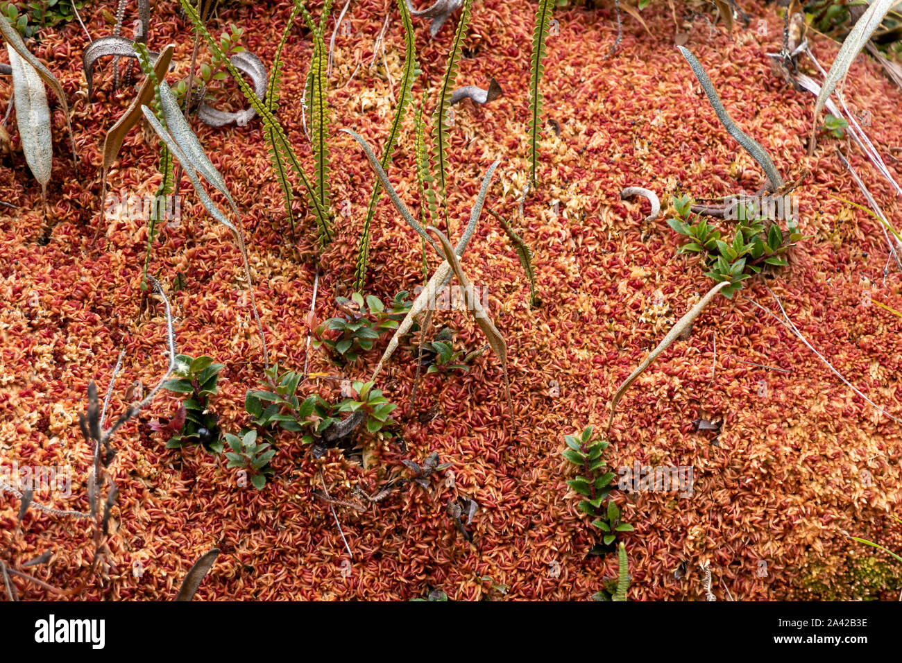 Beautiful red moss on the rainforest floor, moss close up, macro ...