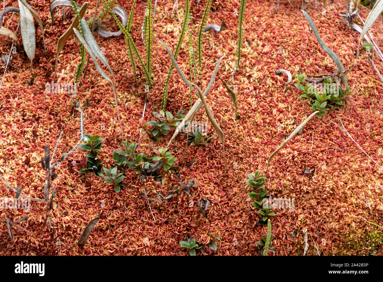 Beautiful red moss on the rainforest floor, moss close up, macro ...