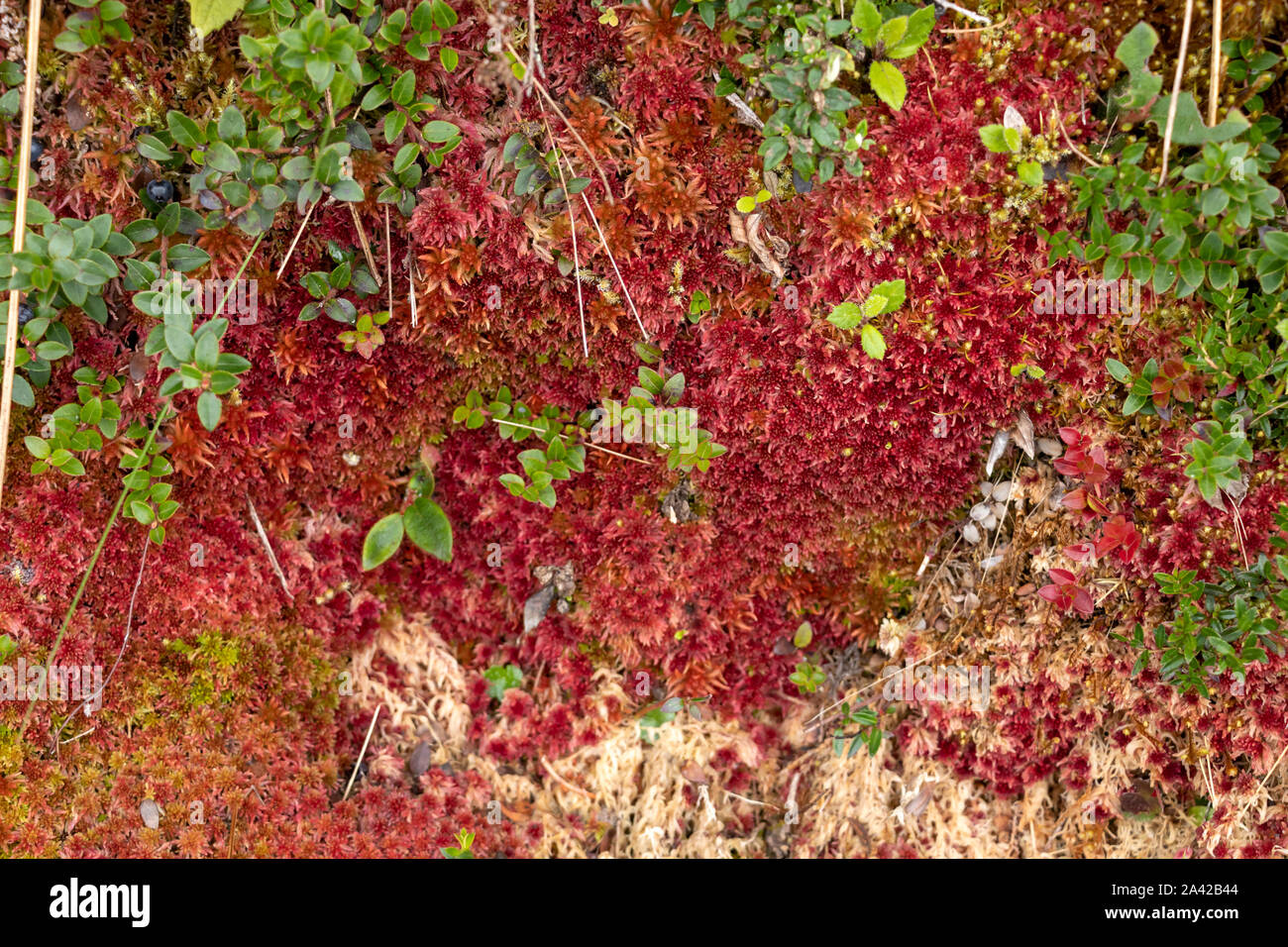 Beautiful red moss on the rainforest floor, moss close up, macro ...
