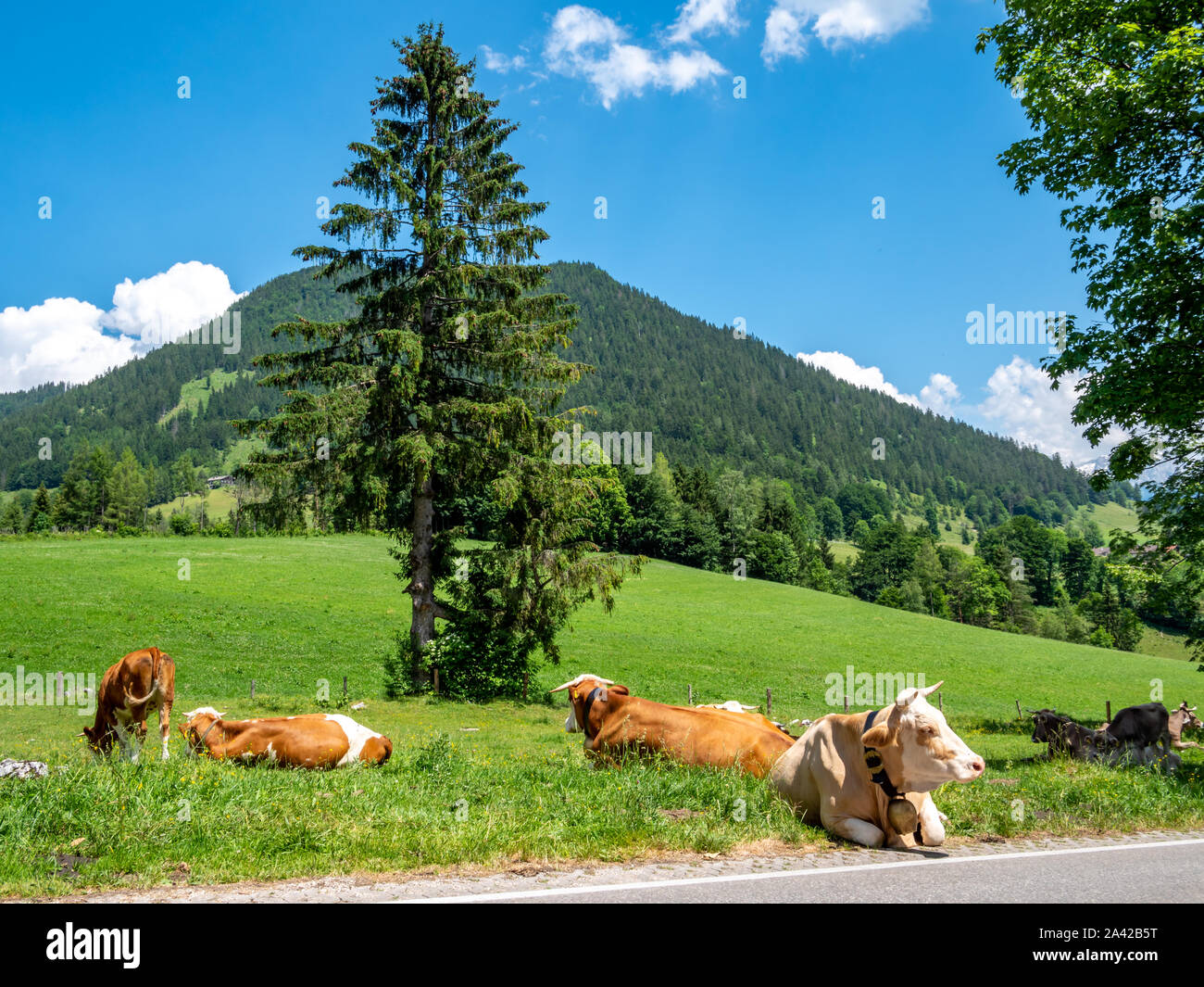 Dairy cows in the Alps Stock Photo - Alamy