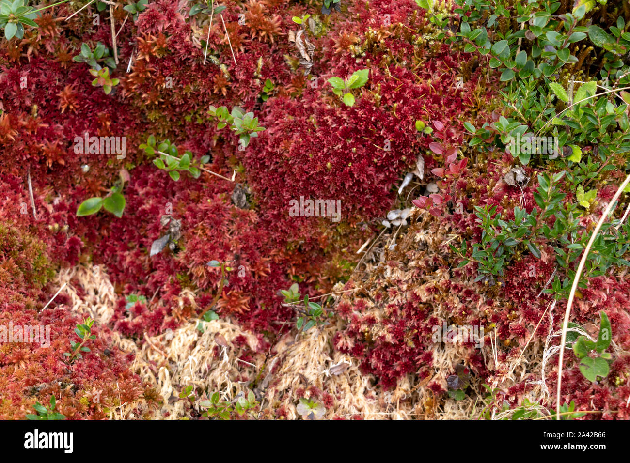Beautiful green and red moss on the rainforest floor, moss close up ...