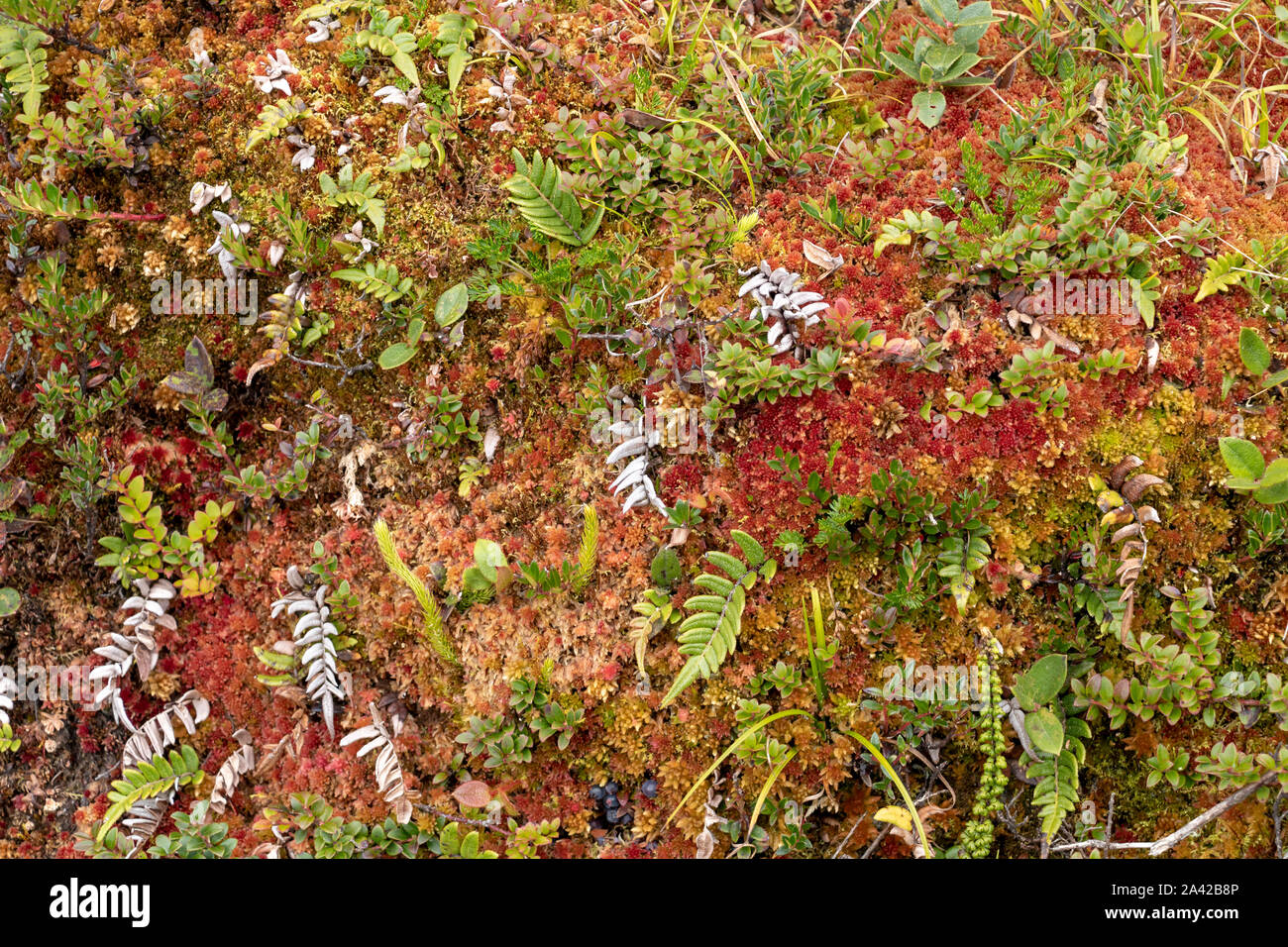 Beautiful green and red moss on the rainforest floor, moss close up ...