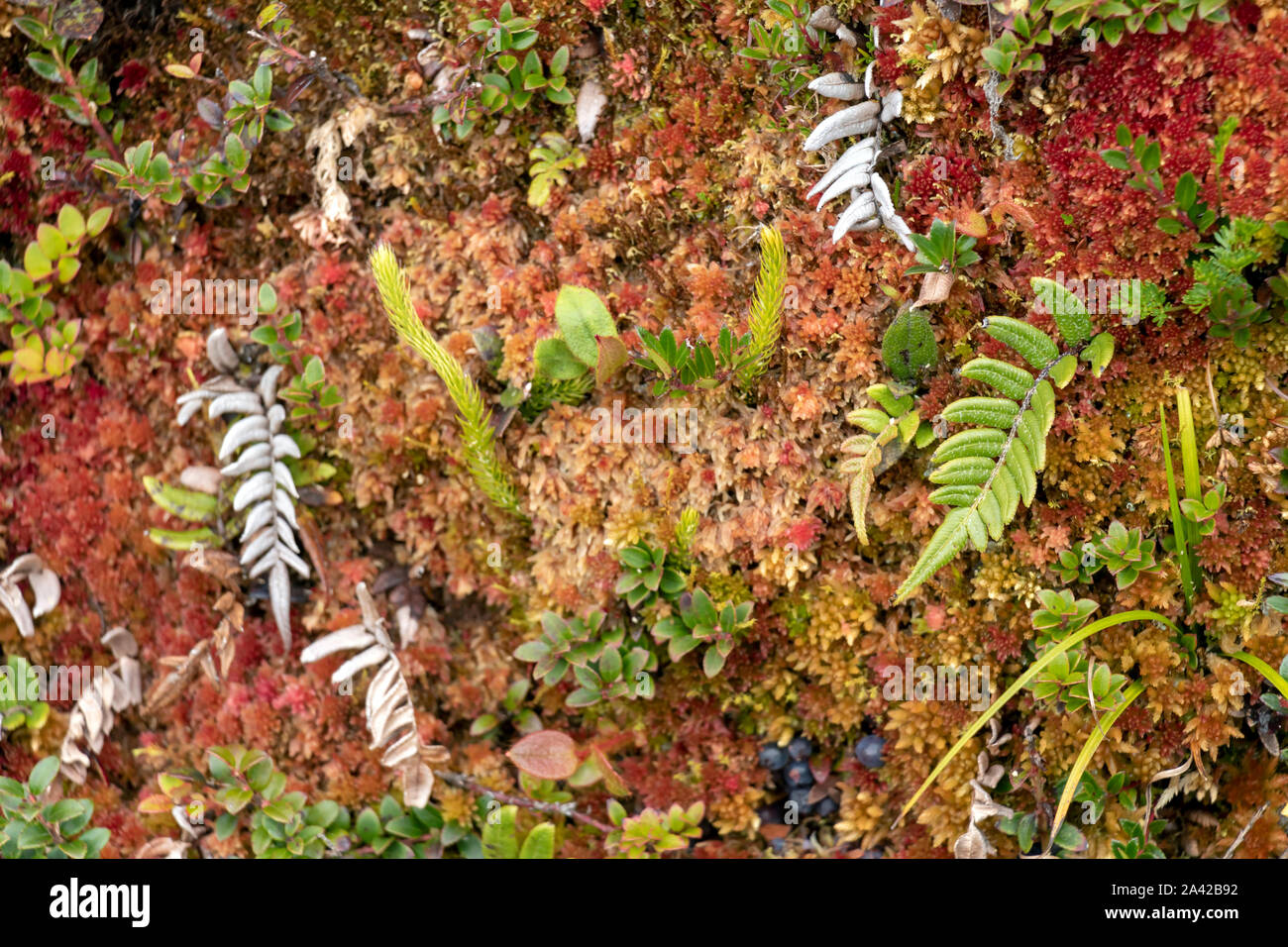 Beautiful green and red moss on the rainforest floor, moss close up ...