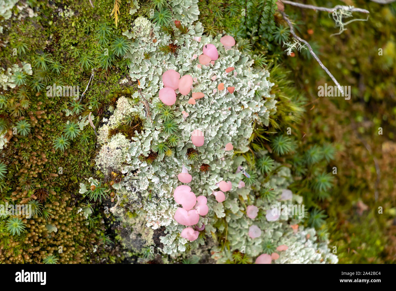 Tropical rainforest ground fungi hi-res stock photography and images ...
