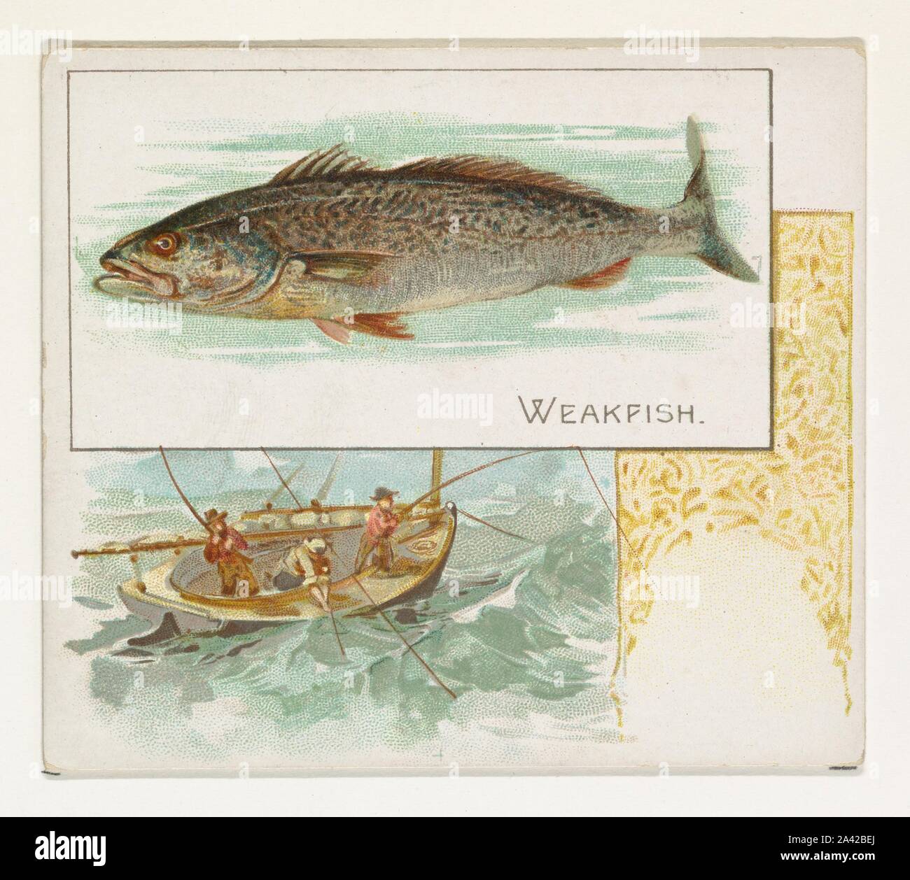 Weakfish illustration hi-res stock photography and images - Alamy