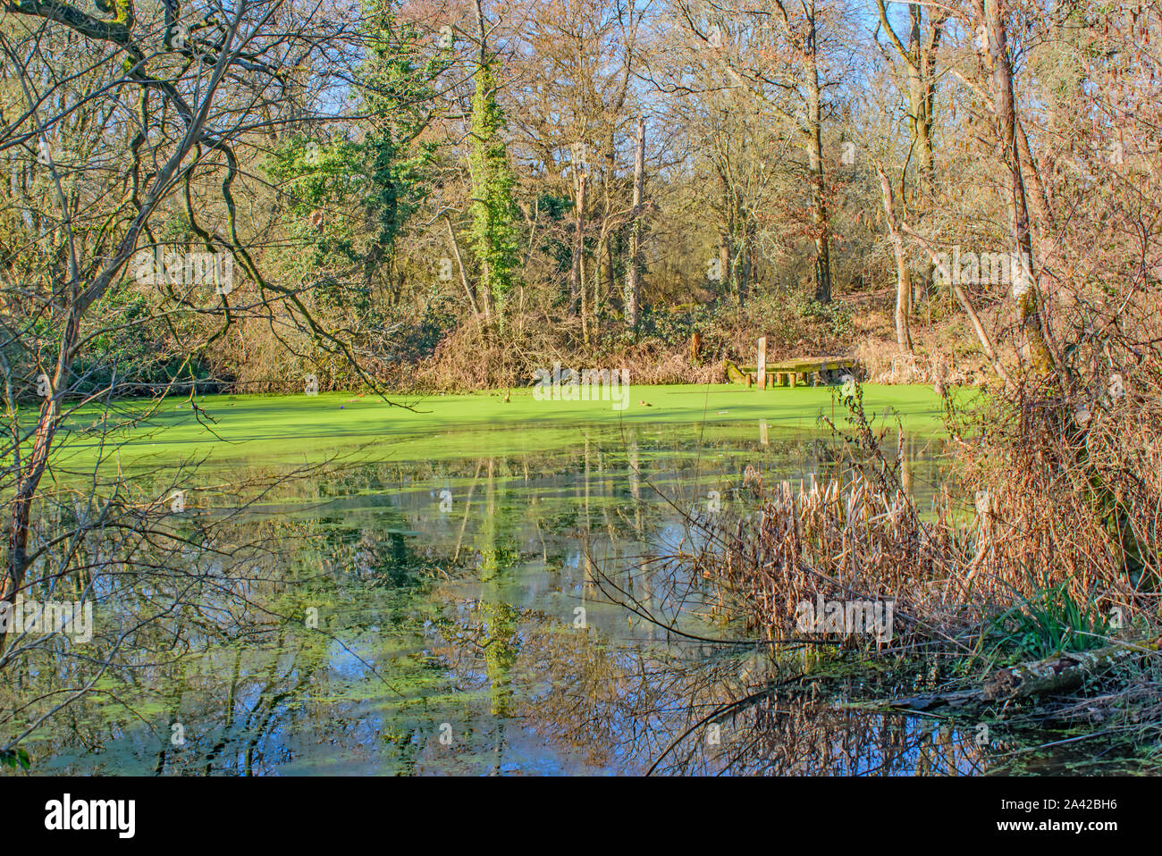 A Glimpse of the hidden pond Stock Photo - Alamy