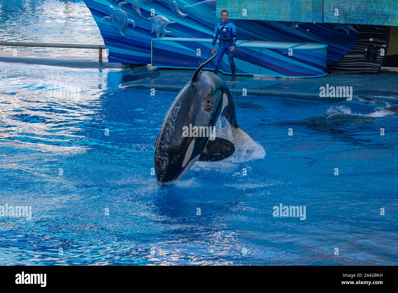 Orlando, Florida. September 30, 2019. Spectacular killer whale in One ...