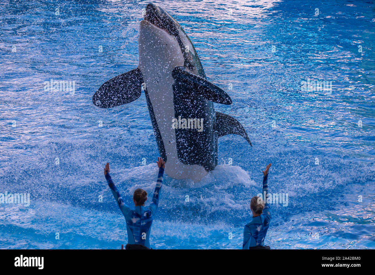 Orlando, Florida. September 30, 2019. Spectacular killer whale in One ...