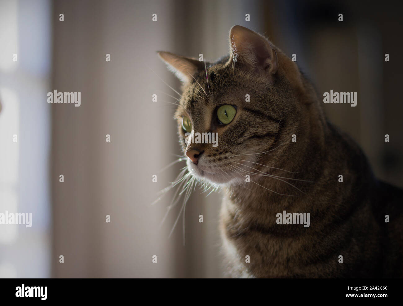 Portrait of a beautiful tabby cat Stock Photo - Alamy